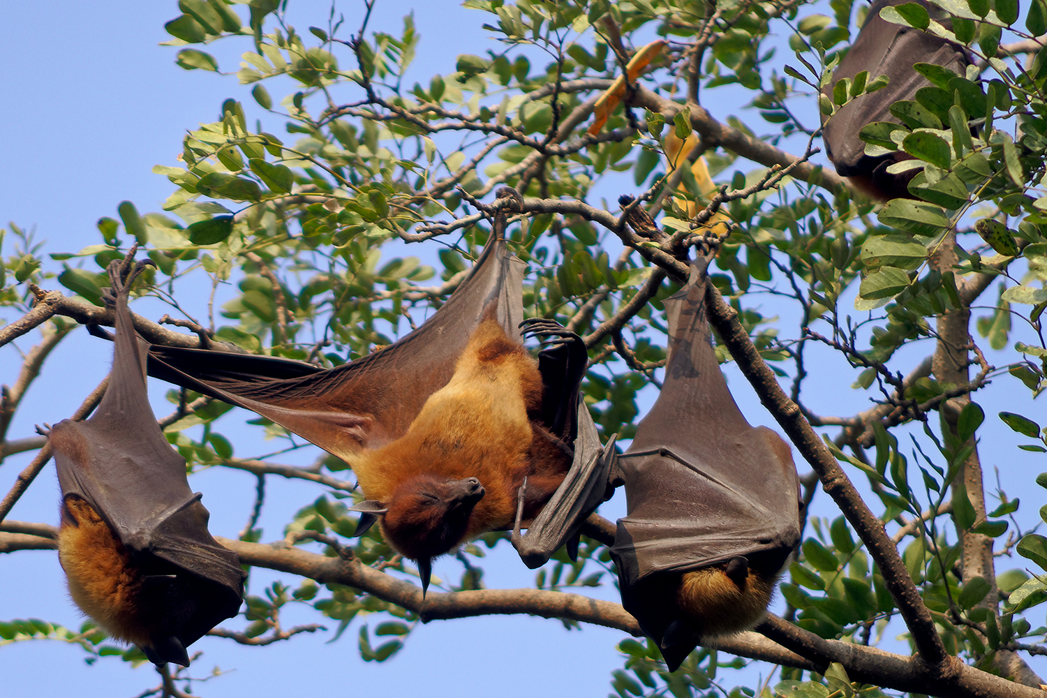 Can understanding Nipah help explain COVID-19? - Nipah Vaccine
